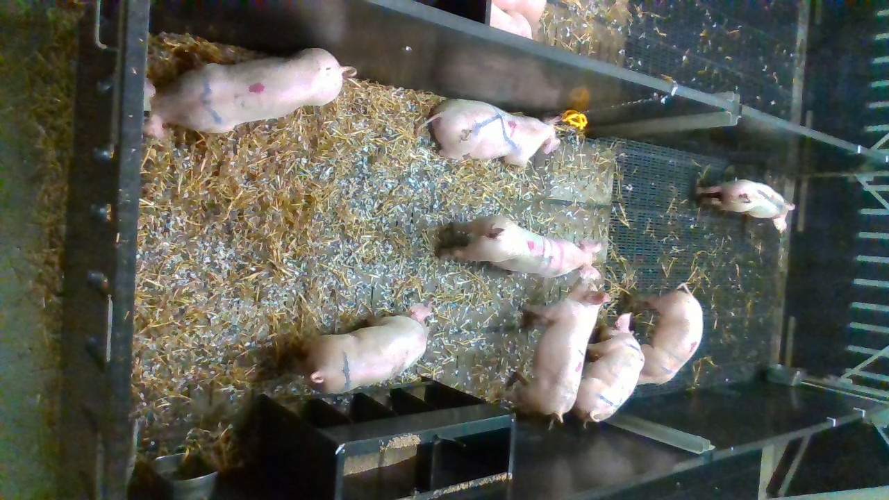 Pigs Object Detection Dataset by Jakub Szreder