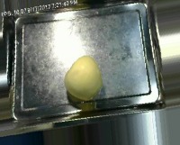 freshness fruits and vegetables Object Detection Dataset and Pre-Trained Model by college