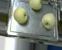 freshness fruits and vegetables Object Detection Dataset and Pre-Trained Model by college