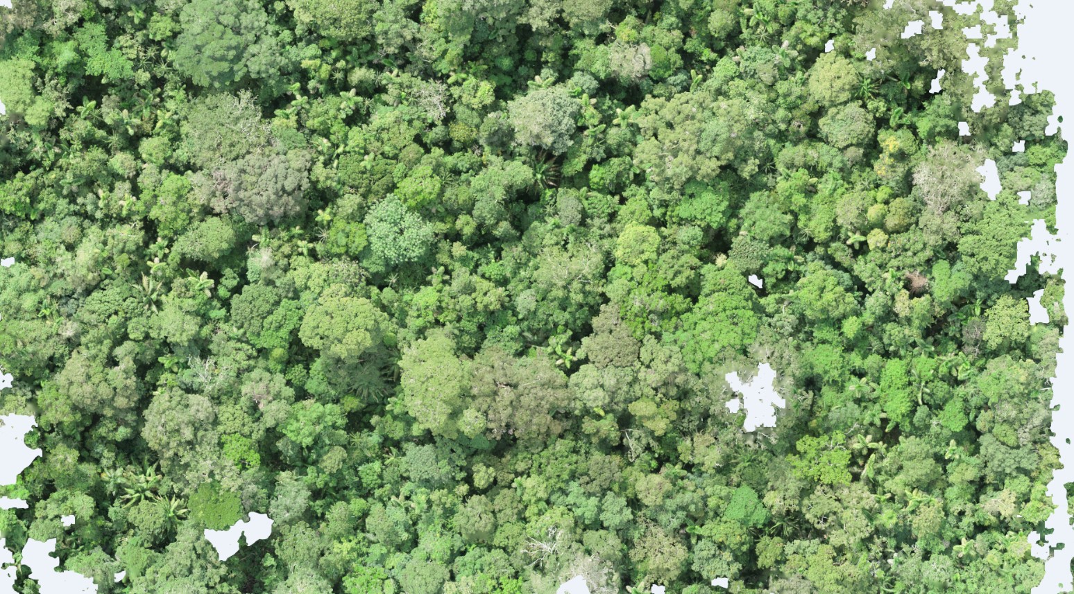 How To Use The New Palm Tree Object Detection Api