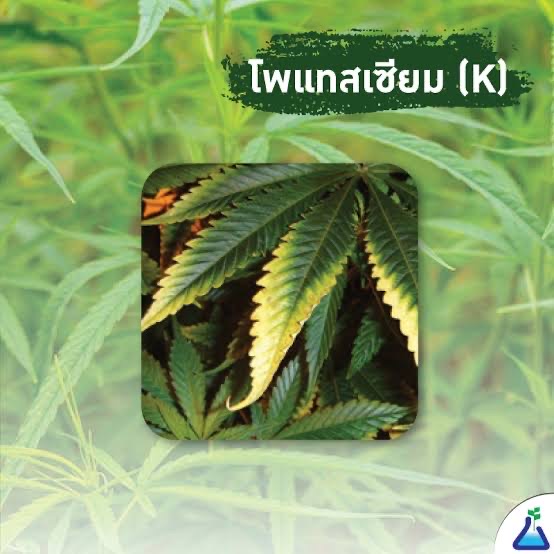 Cannabis Classifier Object Detection Dataset By Project Wwfca