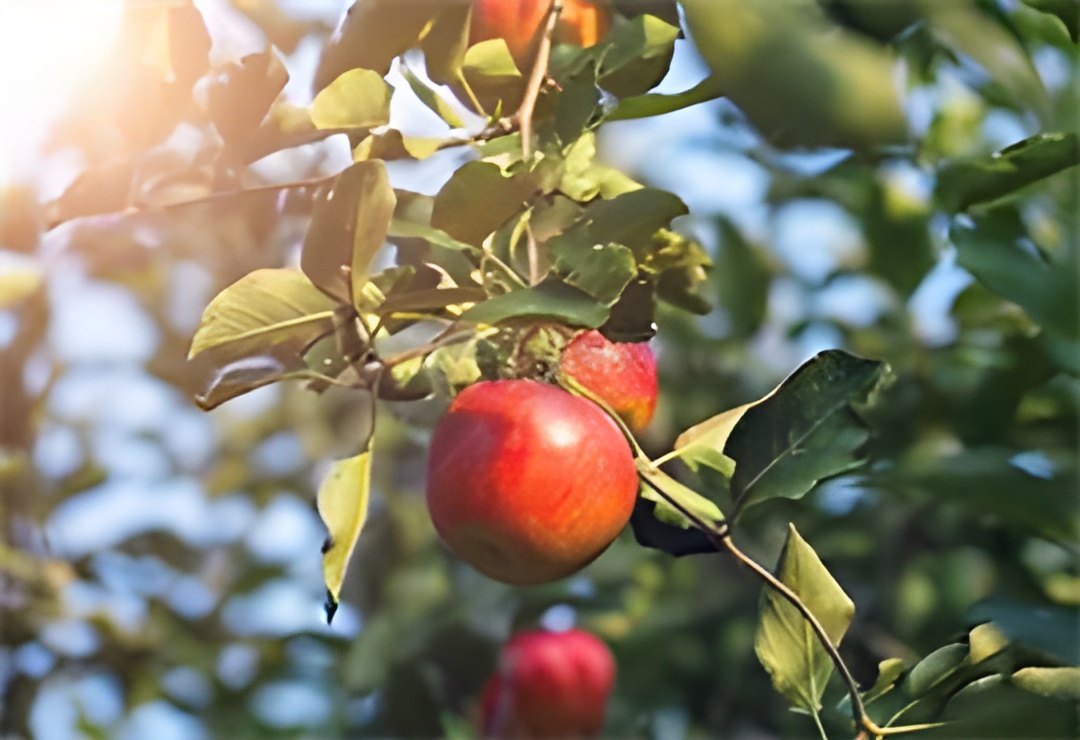 maturity of apples Object Detection Dataset by Sun Yatsen University