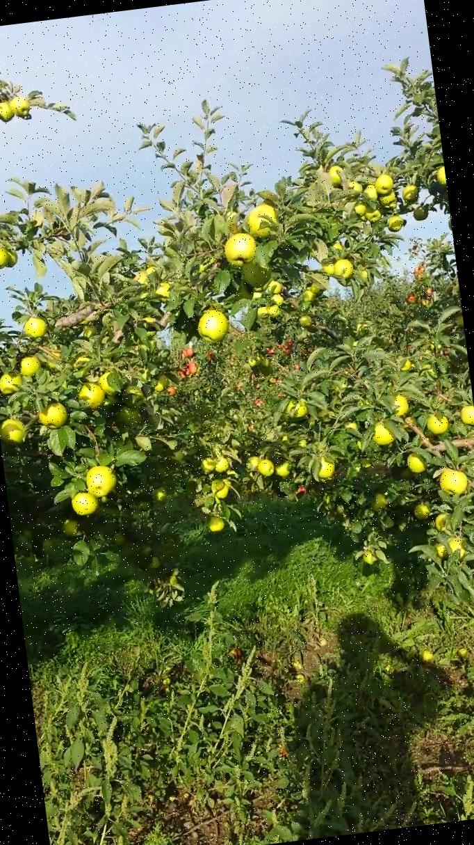 Apple Instance Segmentation Dataset By Apple