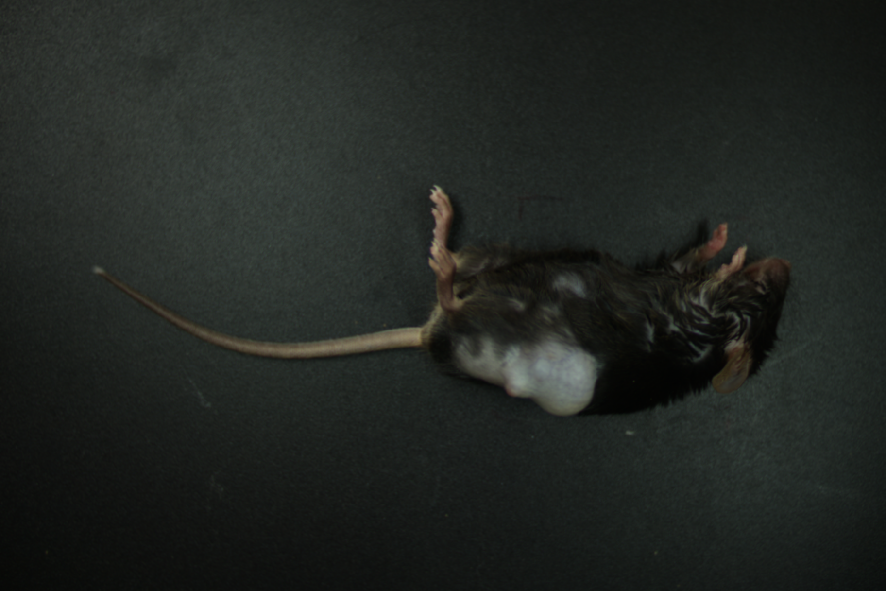 C57BL mouse Instance Segmentation Dataset and Pre-Trained Model by plasbio