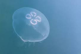 jellyfish_3 Object Detection Dataset and Pre-Trained Model by jellyfishws