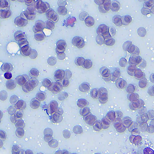 BF classification Classification Dataset by classification