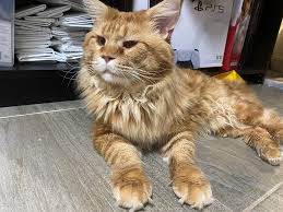 cat model Object Detection Dataset and Pre-Trained Model by yolo