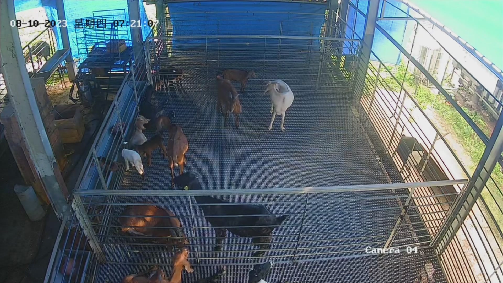 sheep Object Detection Dataset and Pre-Trained Model by sheep