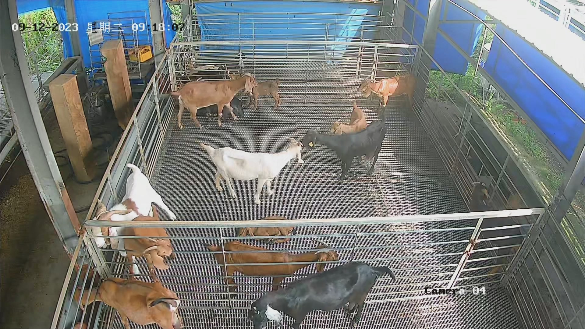 Sheep Top Object Detection Dataset And Pre Trained Model By Sheepdetection