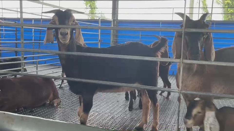 sheep weight Object Detection Dataset and Pre-Trained Model by sheepdetection