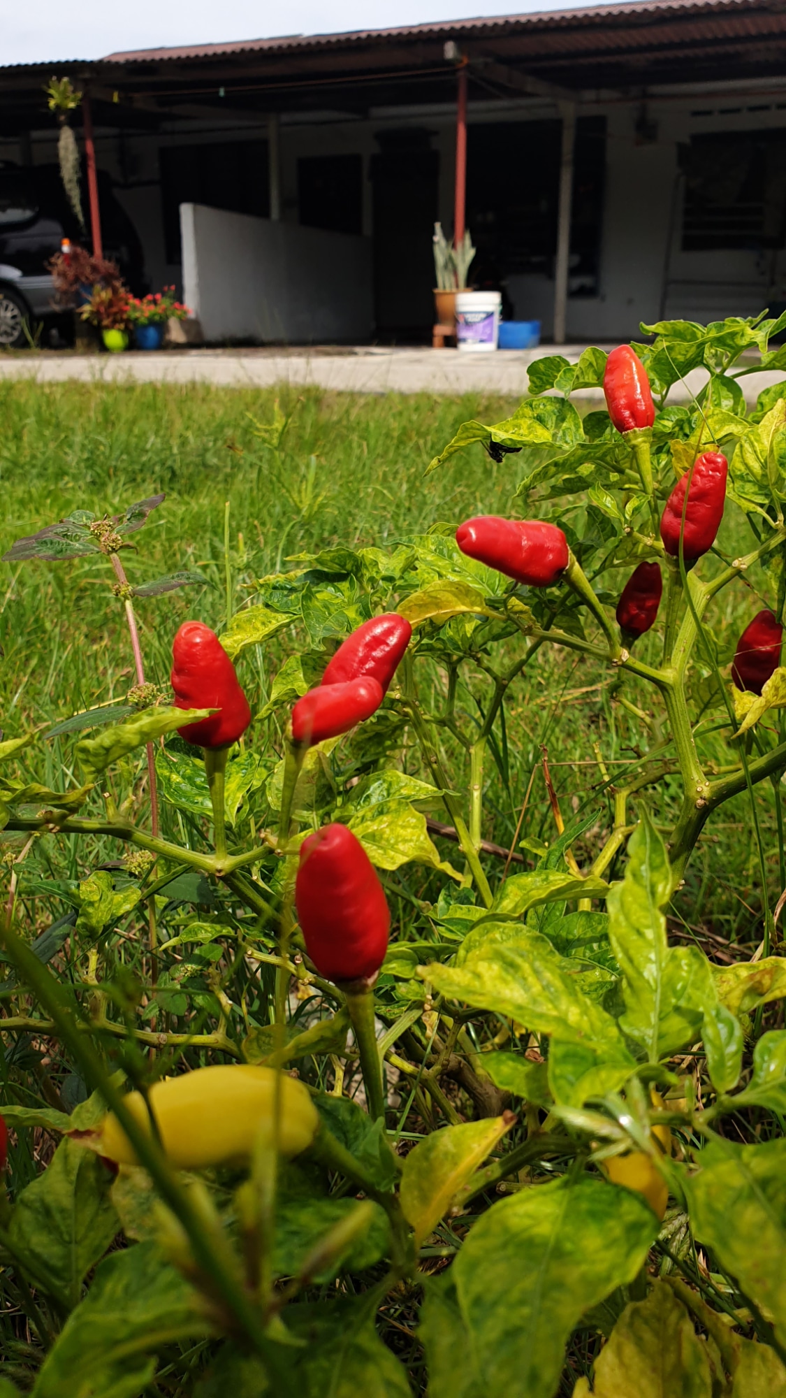 chili Object Detection Dataset by chilli