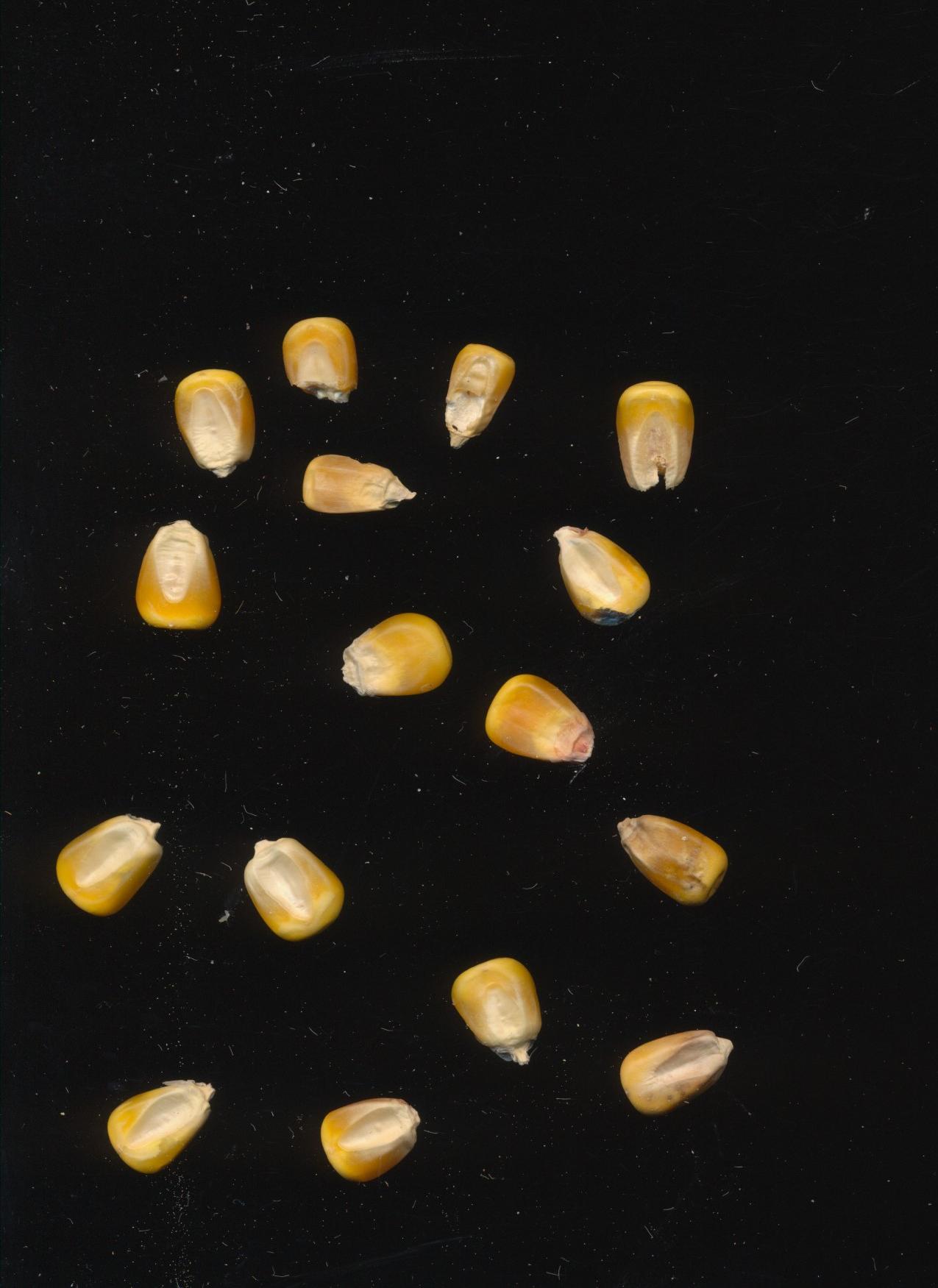 How To Use The Corn Object Detection Api