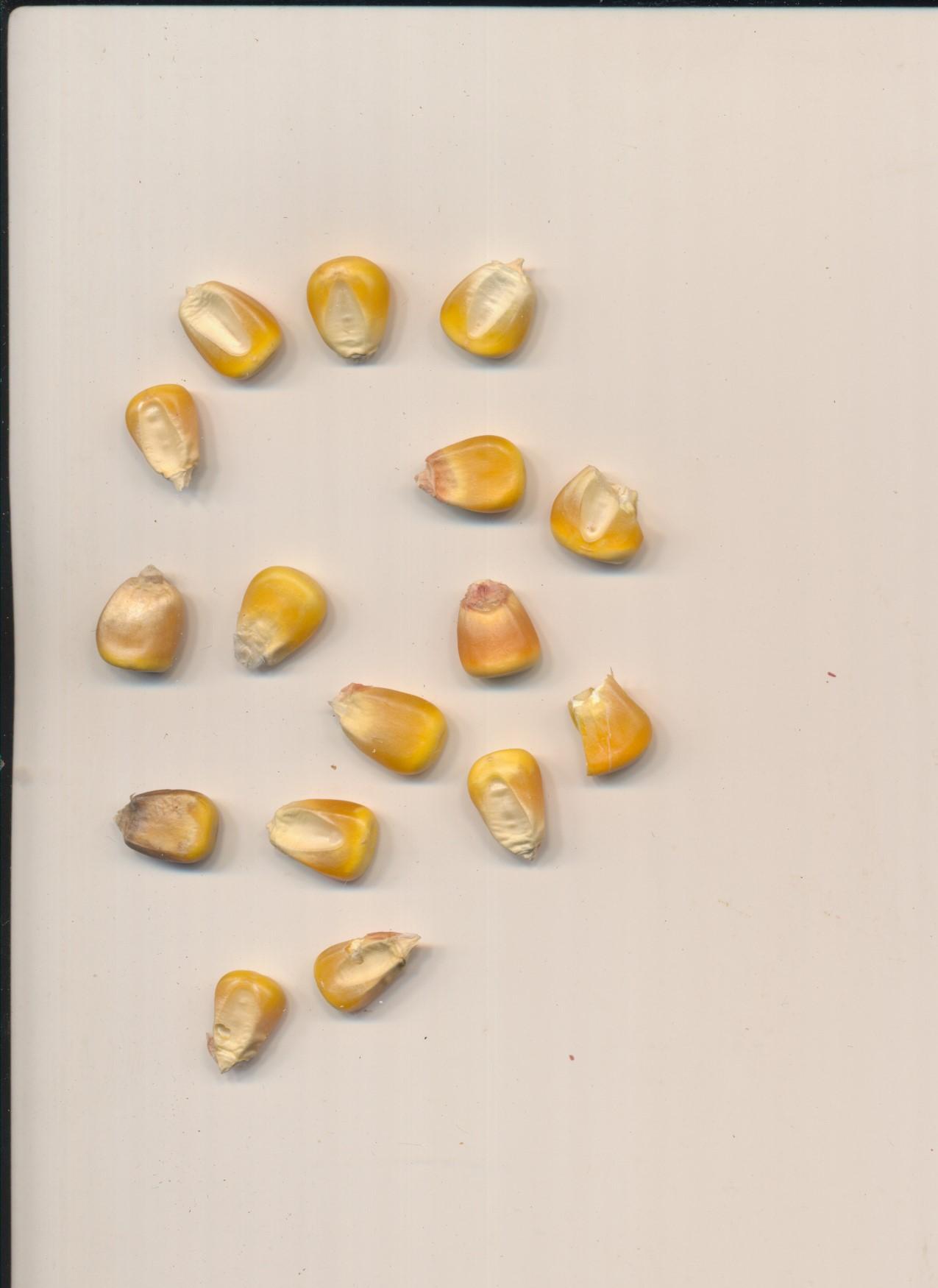 How To Use The Corn Object Detection Api