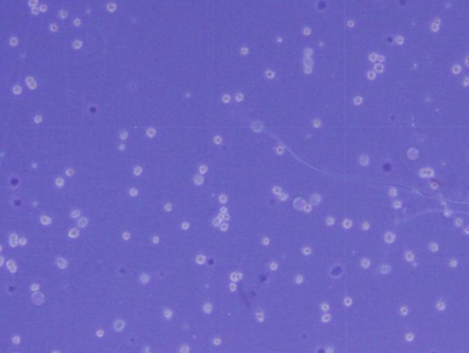 fasdfa Object Detection Dataset by huhu