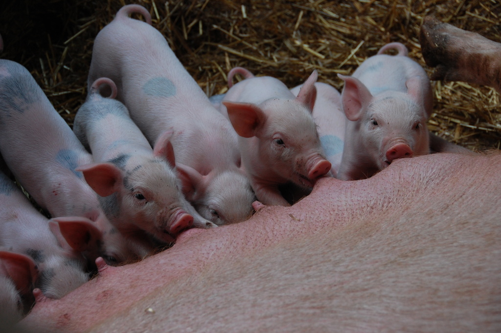 PigTrain Object Detection Dataset by ML