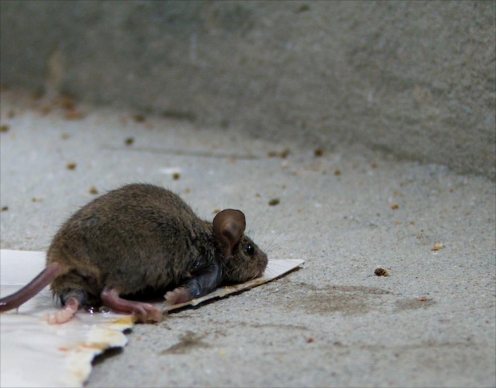 Mouse Object Detection Dataset by ML