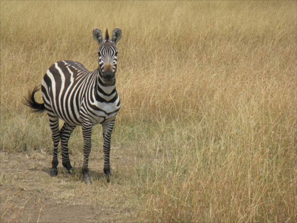 Zebra Object Detection Dataset by ML