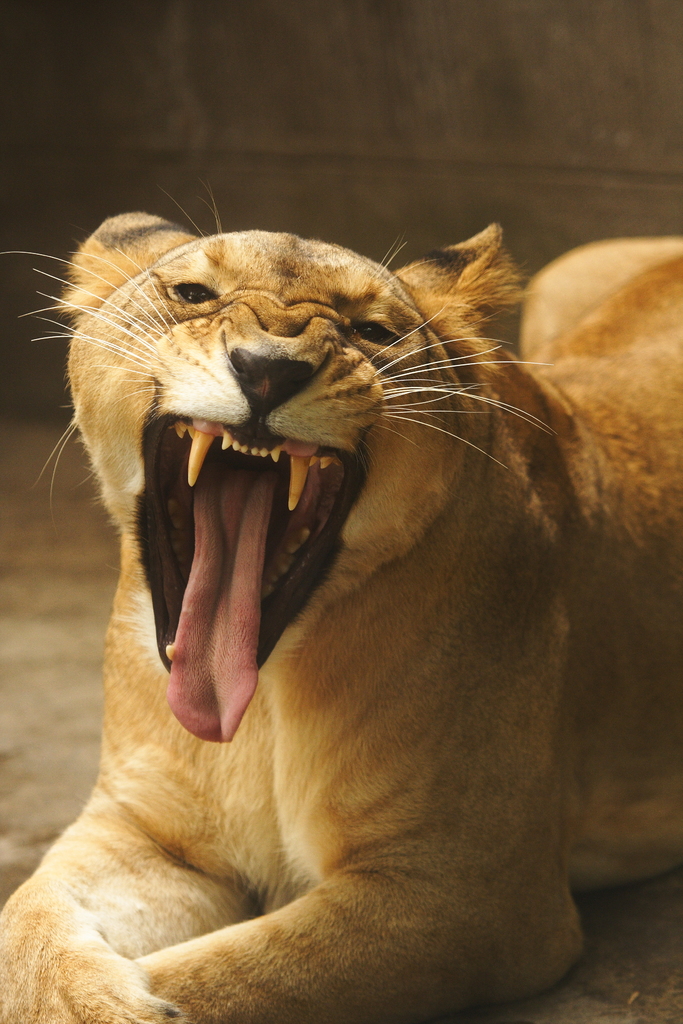 LionTrain Object Detection Dataset by ML