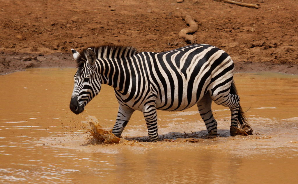 Zebra Object Detection Dataset by ML