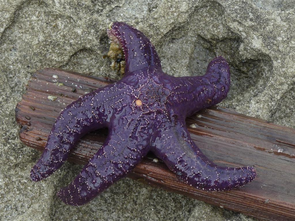 StarfishTest Object Detection Dataset by ML