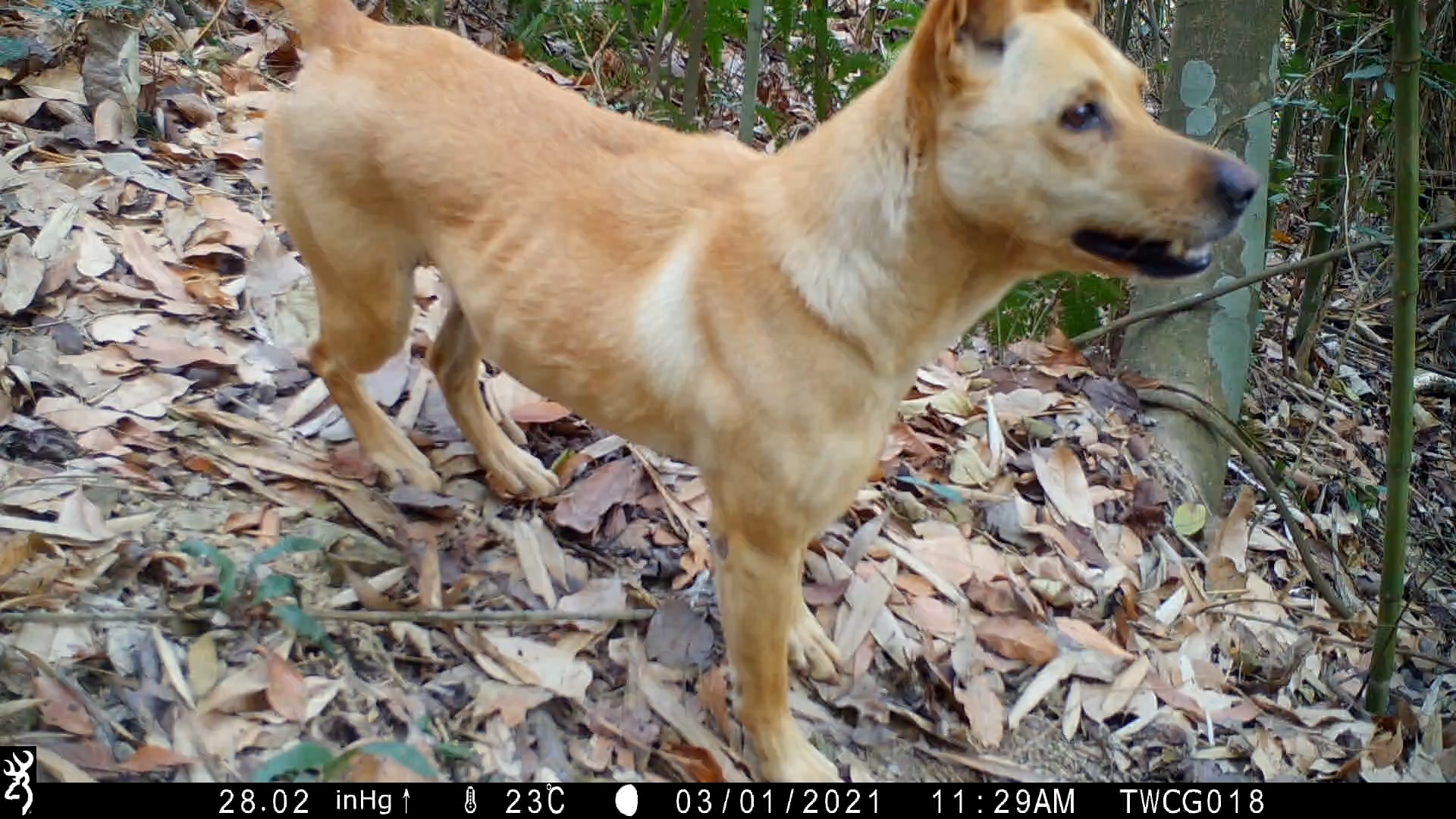 wild animals Object Detection Dataset by ShenYunFan