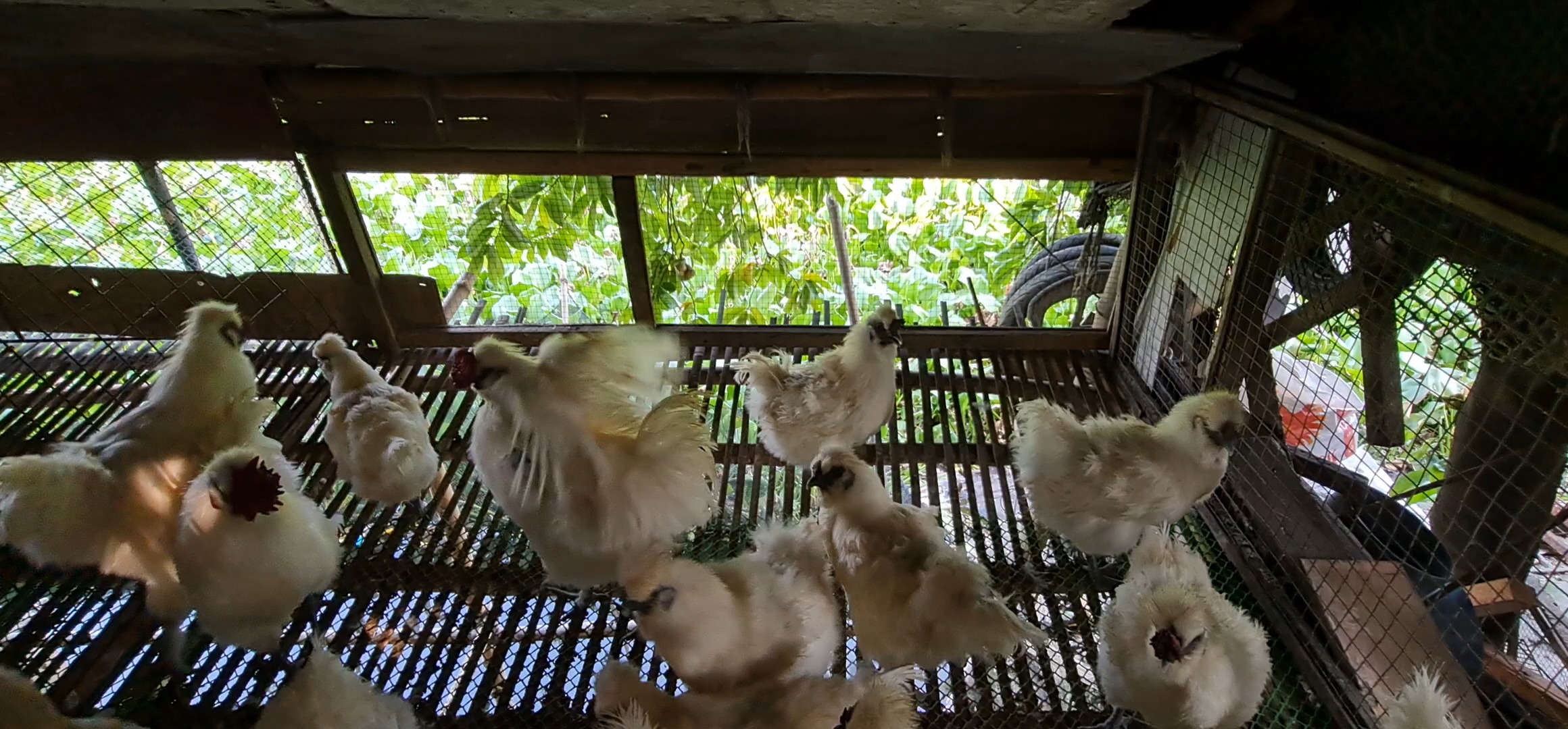 Chicken Real-Time Monitoring Camera Instance Segmentation Dataset and Pre-Trained Model by ...