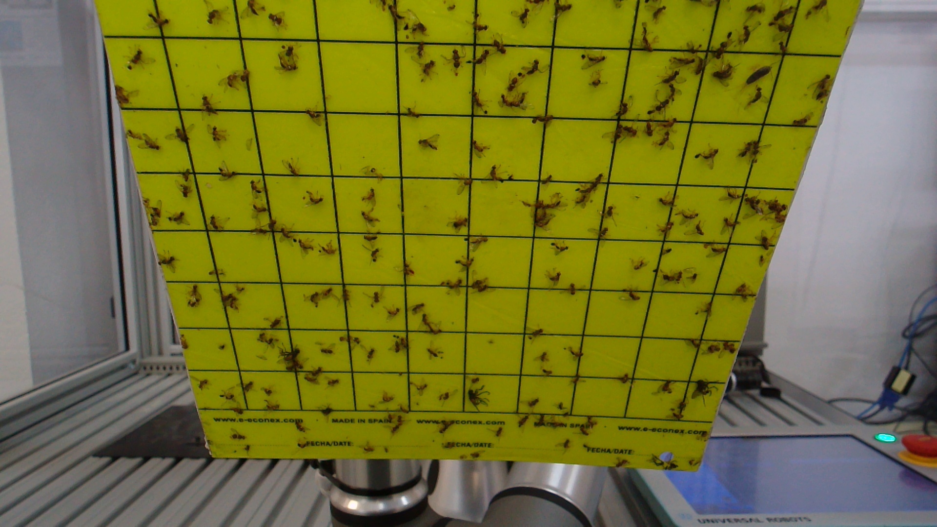 Olive Fly Detection Computer Vision Dataset By Colaborao Ibp Insect