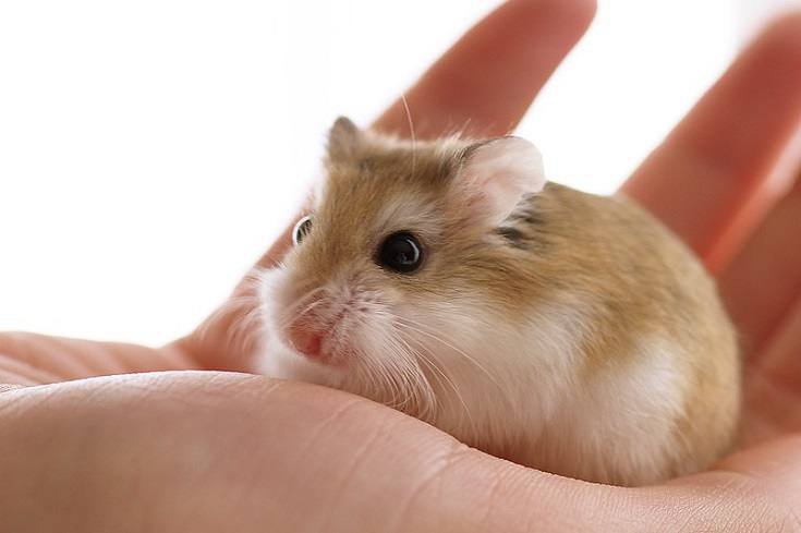 Animal Object Detection Dataset and Pre-Trained Model by custom yolov5