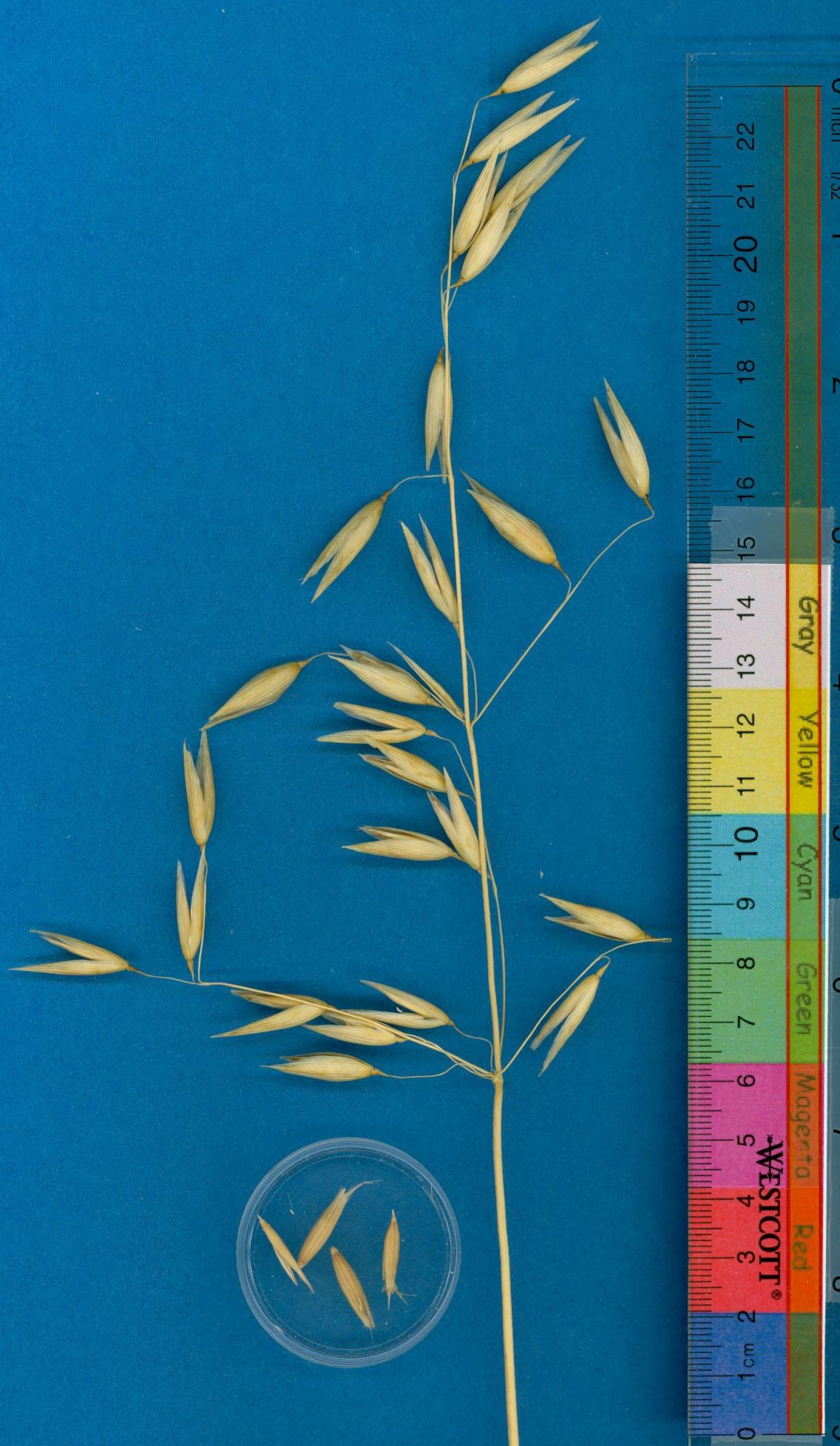 USDAARS (usdaars-lloiu) - Roboflow Universe