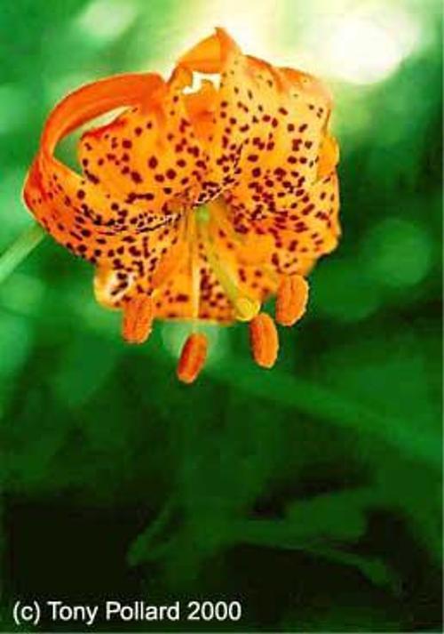 Flower Detection Object Detection Dataset And Pre Trained Model By Unl