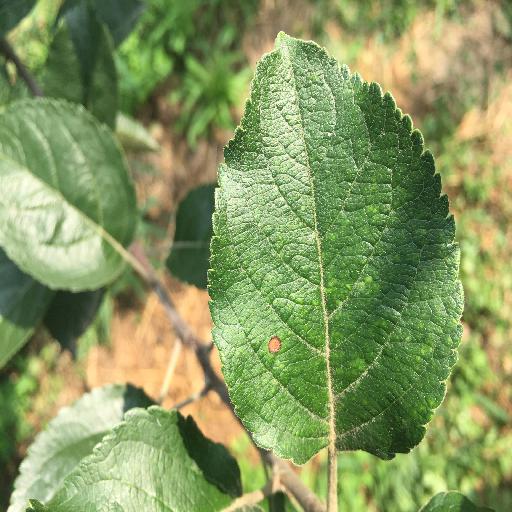 AppleLeaf Classification Dataset by Apple9Leaf