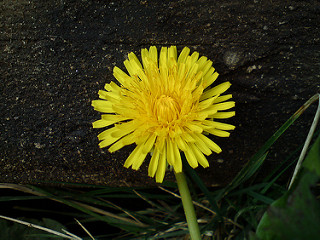 dandelion Object Detection Dataset by jie zhang