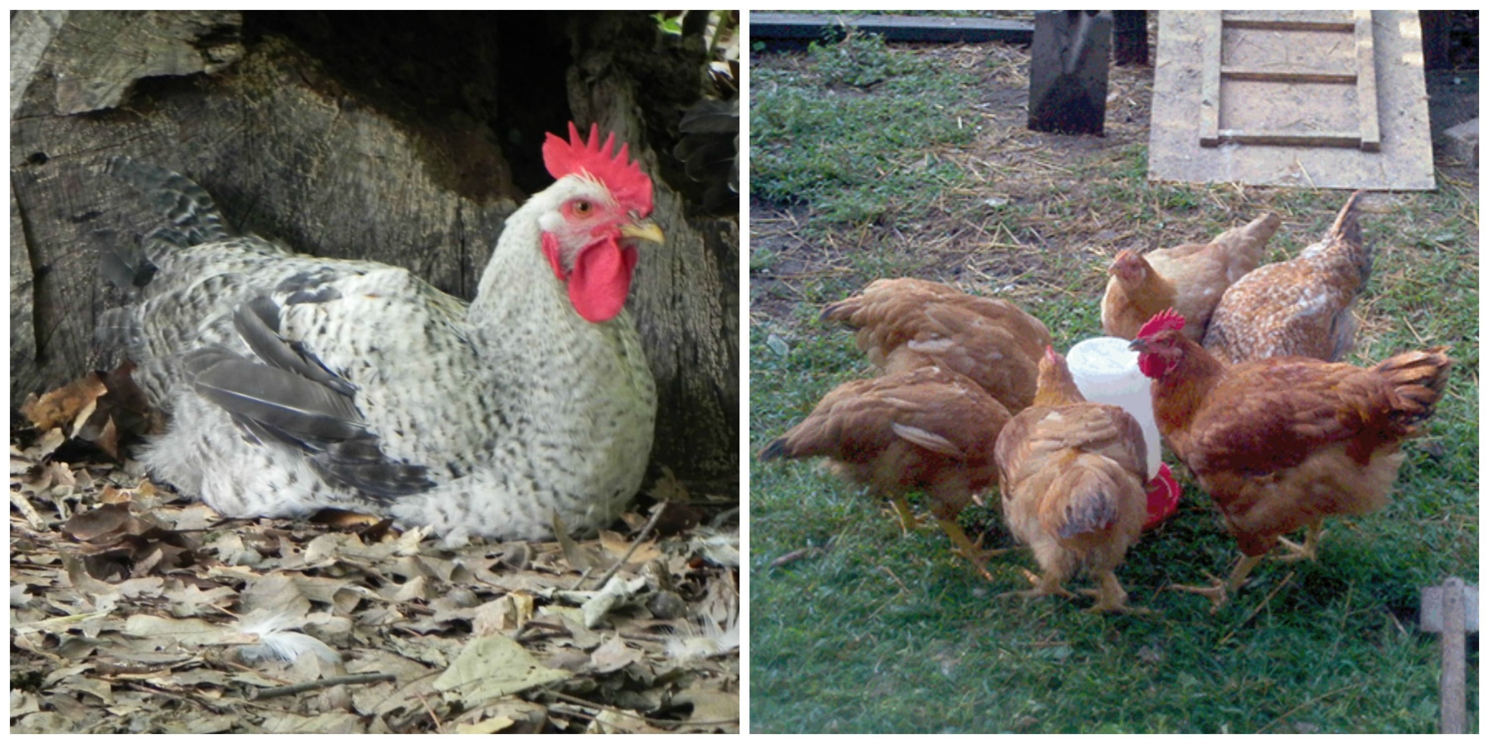 Chicken Object Detection Dataset by Luis Angel Alvarado Escua