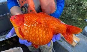 Fish disease detection Object Detection Dataset and Pre-Trained Model ...