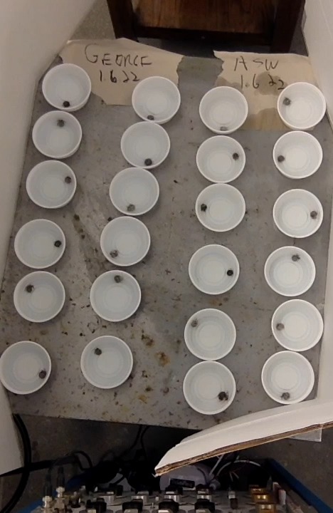 hermit Object Detection Dataset and Pre-Trained Model by yoloconversion