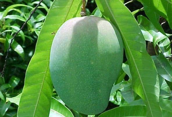 merge_potato_mango Object Detection Dataset by new-workspace-c1vsu