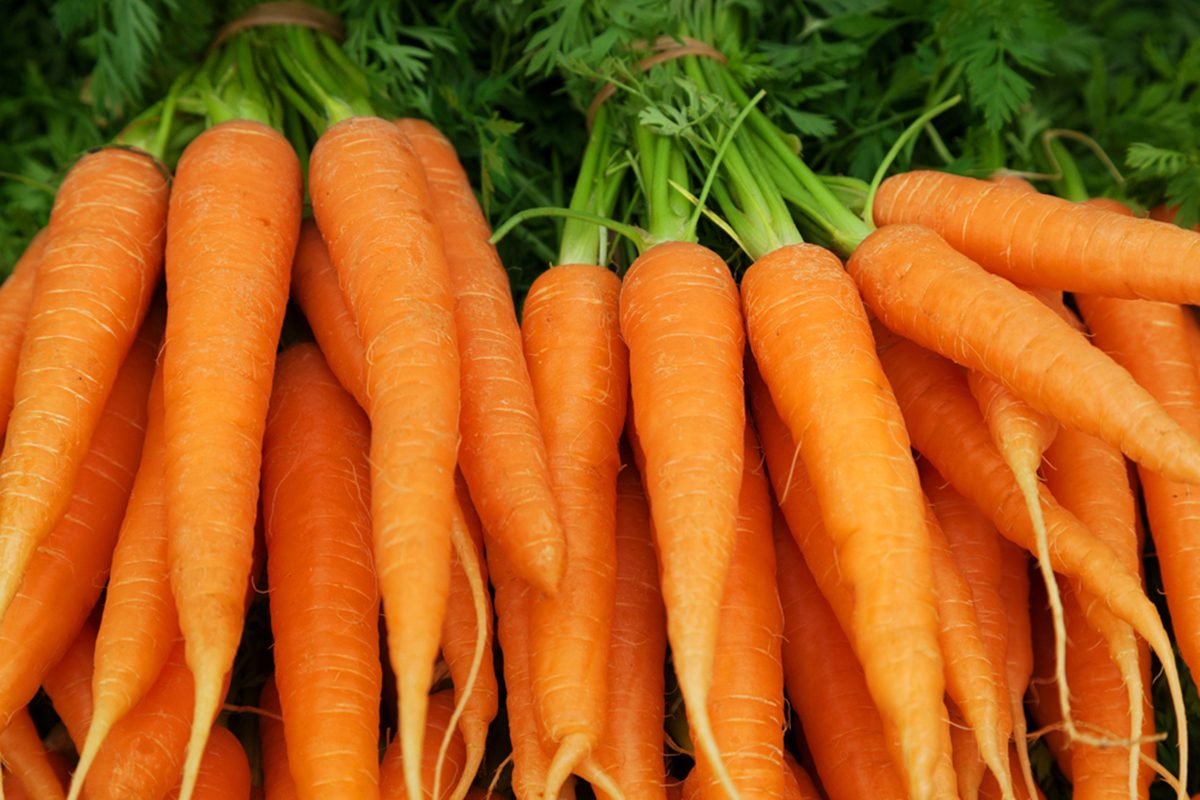 Carrot Dataset Object Detection Dataset By New Workspace C1vsu