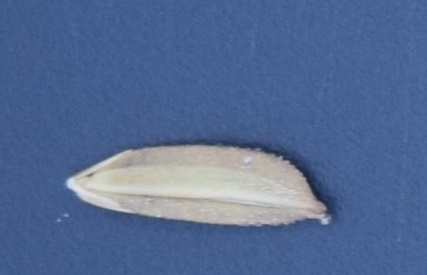 How to Use the rice-seed-classification Object Detection API