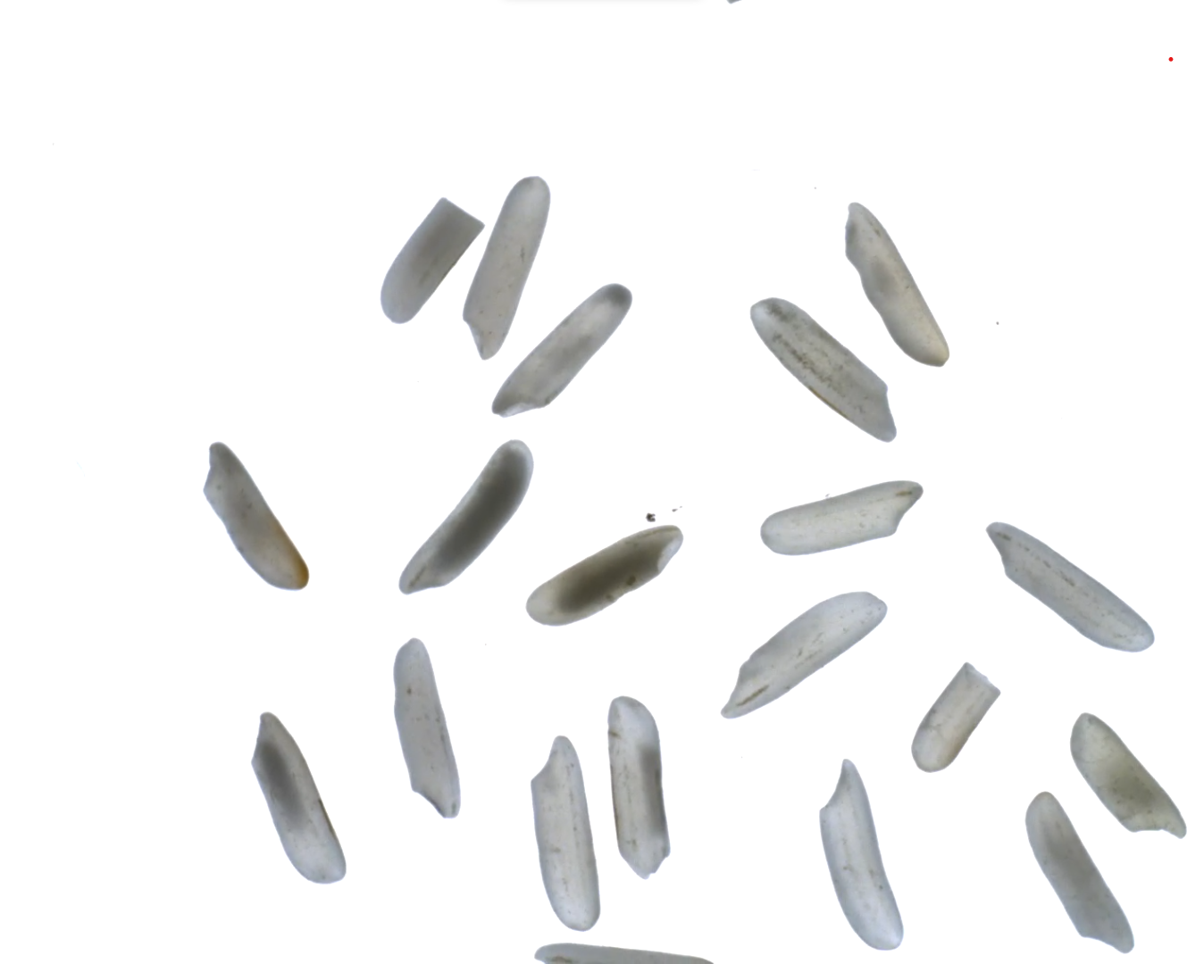 Rice Grains Object Detection Dataset V1 2023 04 25 12 38am By Asia