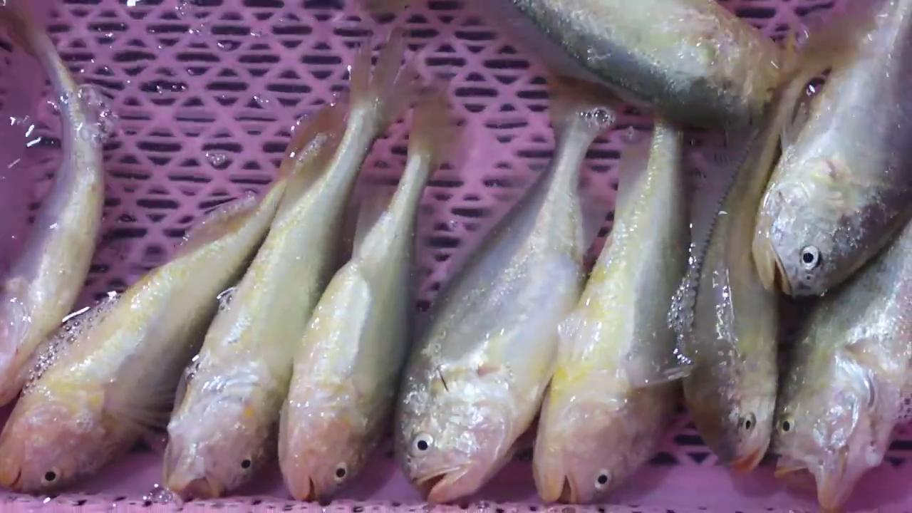 Collichthys lucidus Object Detection Dataset by my test