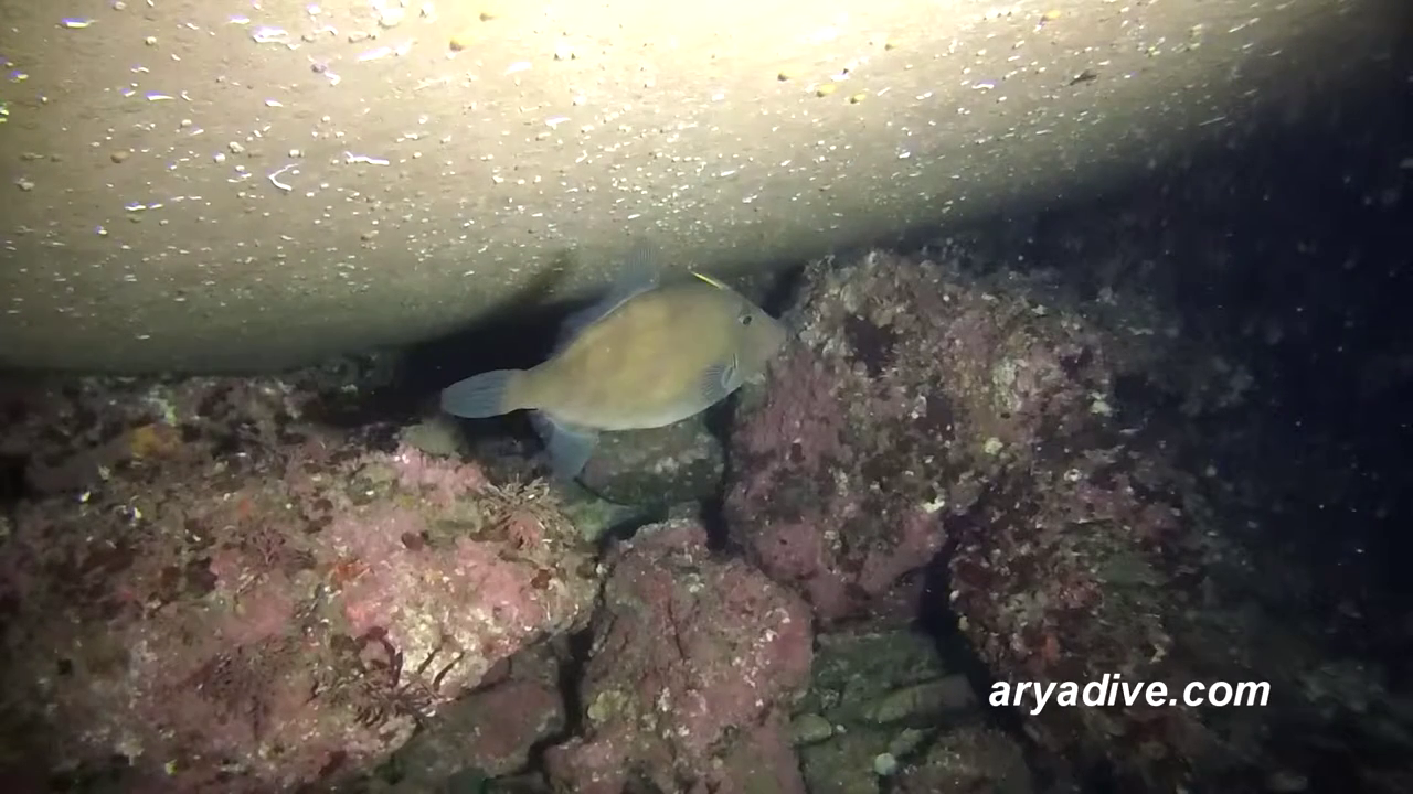 Thamnaconus modestus Object Detection Dataset by my test