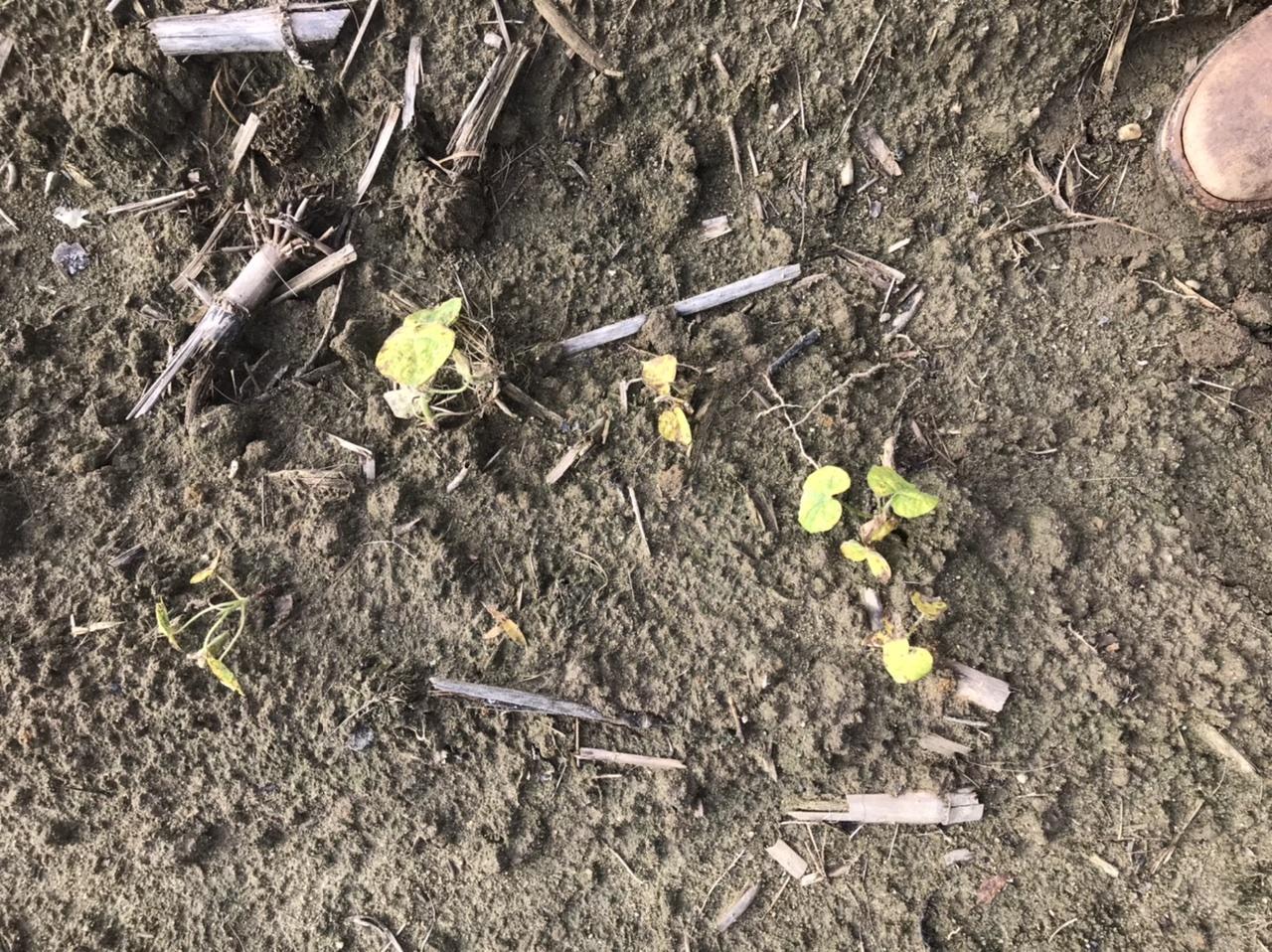 cotton-trail Instance Segmentation Dataset by jeff works agri