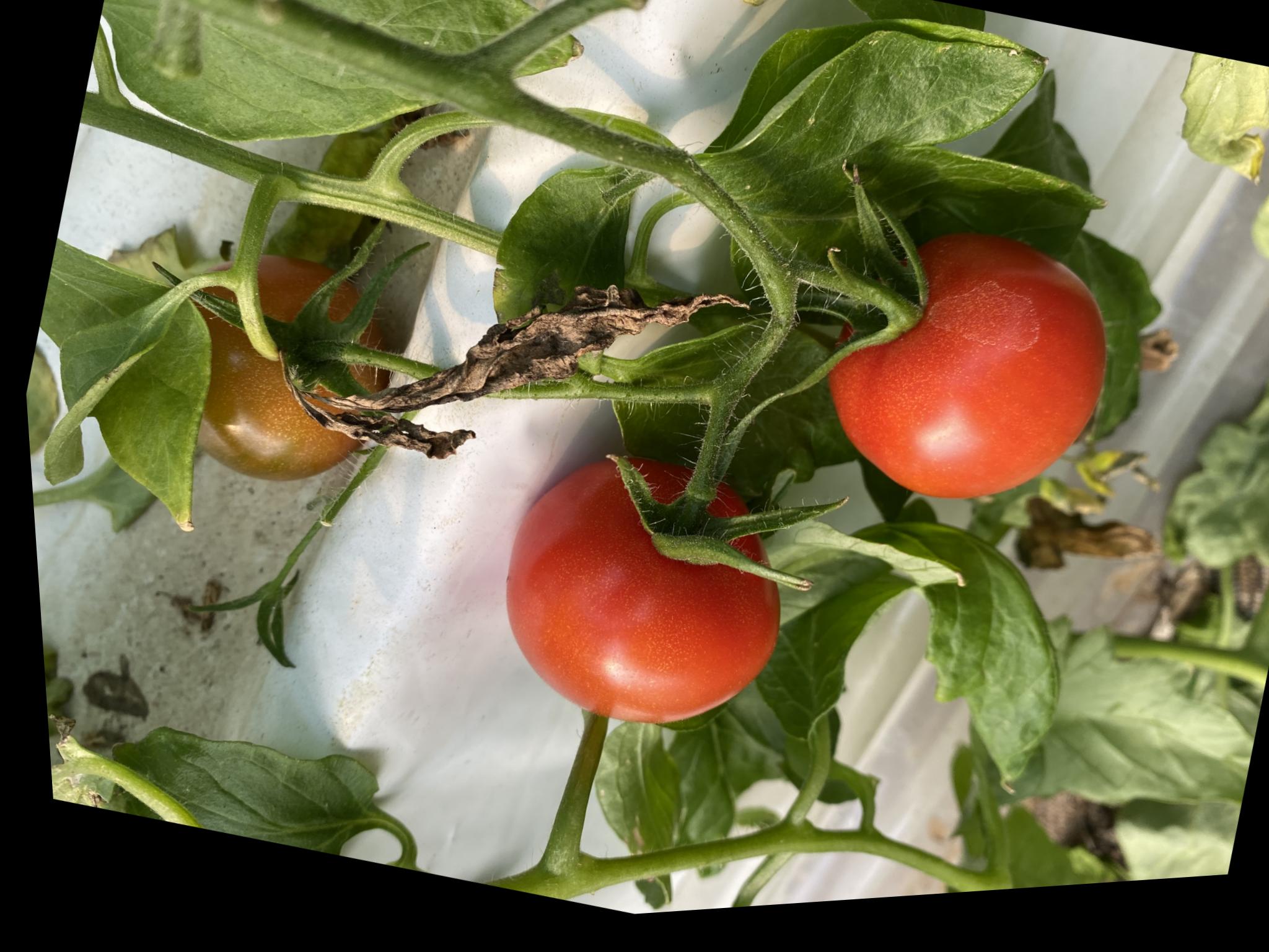 Tomato Detection Augment Object Detection Dataset By Hanoi University