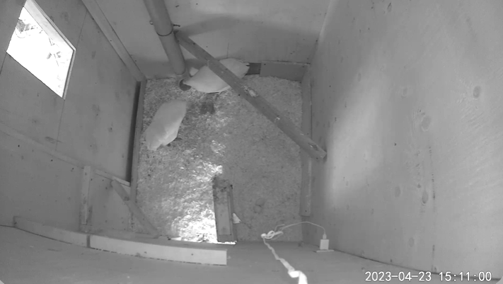 Chicken counter Object Detection Dataset by Francis Poisson