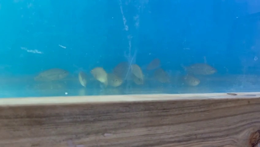 Fish IFP Custom Dataset Object Detection Dataset and Pre-Trained Model by Fish IFP