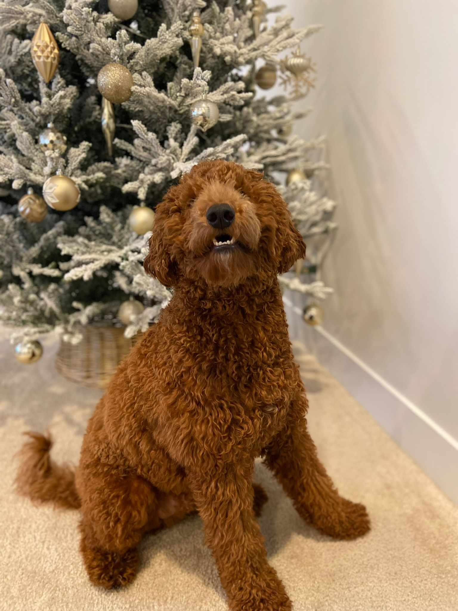 How to Use the Dog_position_estimation Object Detection API