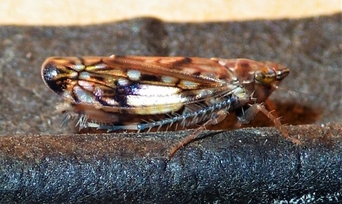 example-insect Object Detection Dataset by Fondazione Edmund Mach