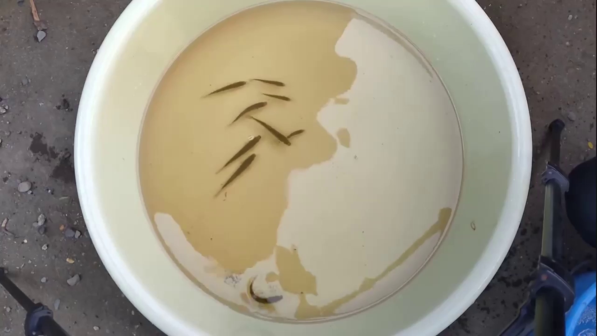 like:thesis-fingerlings-counter-using-yolov7-instance-segmentation/milkfish-fingerling-dataset ...