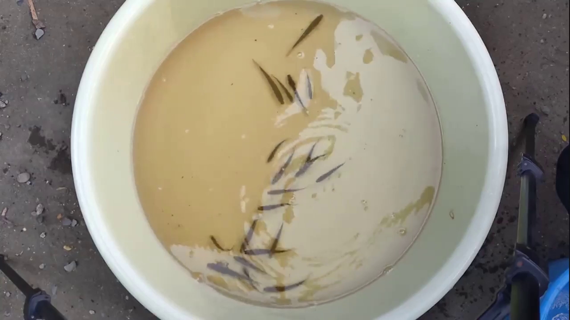 v5-milkfish-fingerlings-dataset Instance Segmentation Dataset and Pre-Trained Model by ...