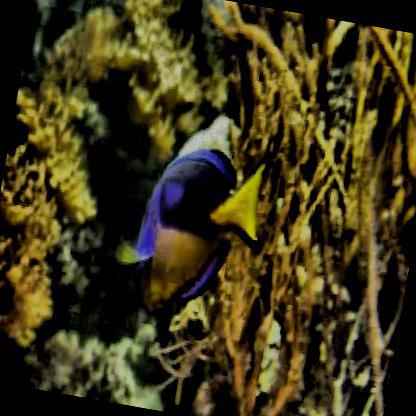 test_fish Classification Dataset by Test Merge